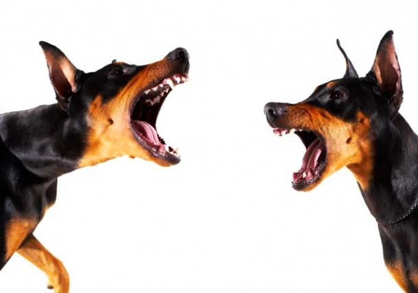 Dobermans-fighting – TheBulletin.ca